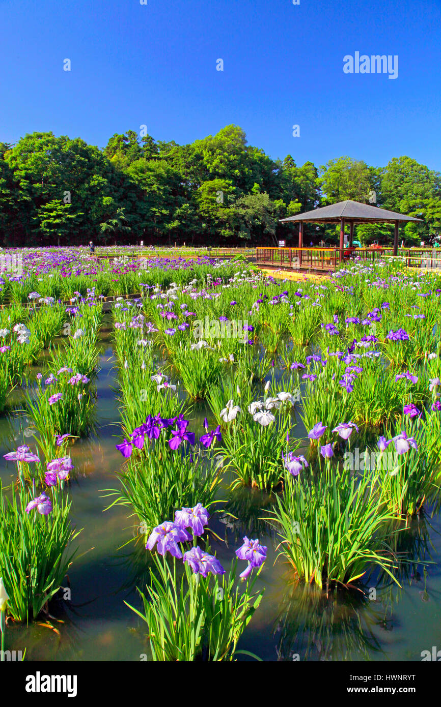 Japanese Iris Gardens at Kitayama Park Higashimurayama city Tokyo Japan ...