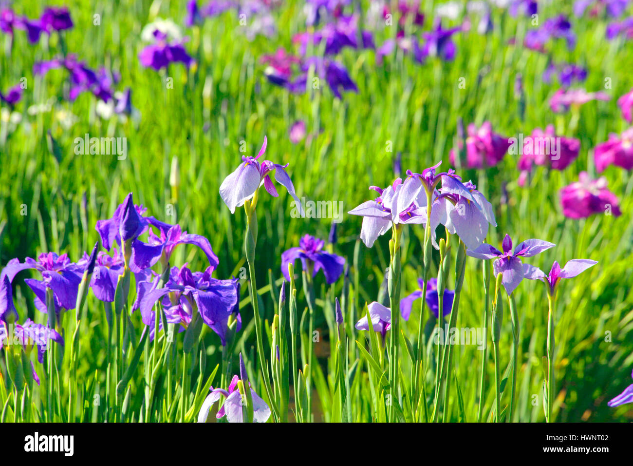 Japanese Iris Gardens at Kitayama Park Higashimurayama city Tokyo Japan ...