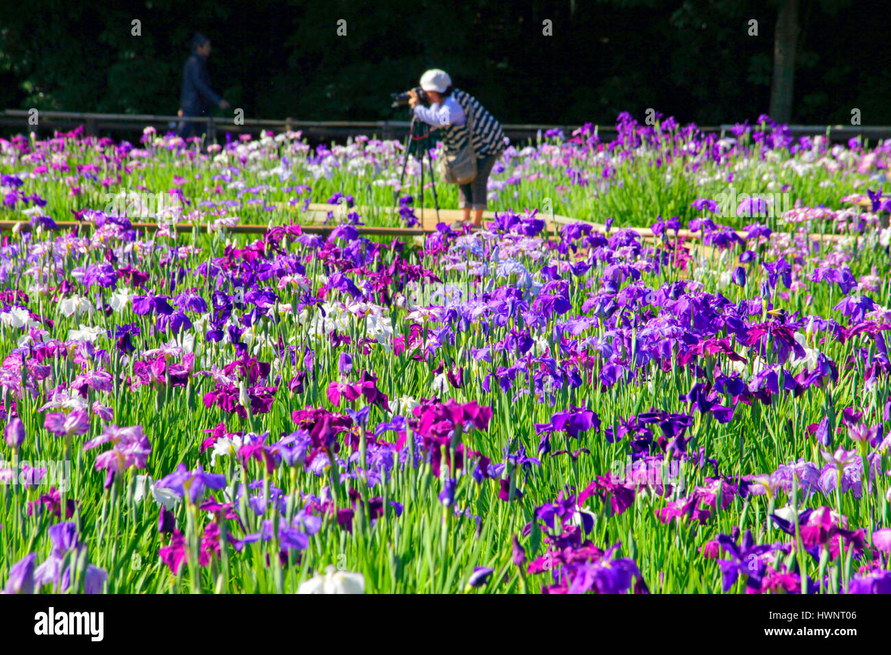 Japanese Iris Gardens at Kitayama Park Higashimurayama city Tokyo Japan ...