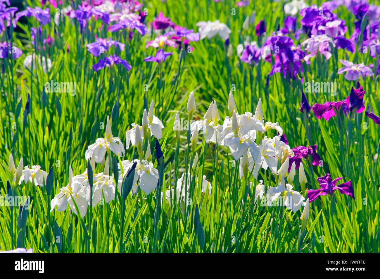 Japanese Iris Gardens at Kitayama Park Higashimurayama city Tokyo Japan ...