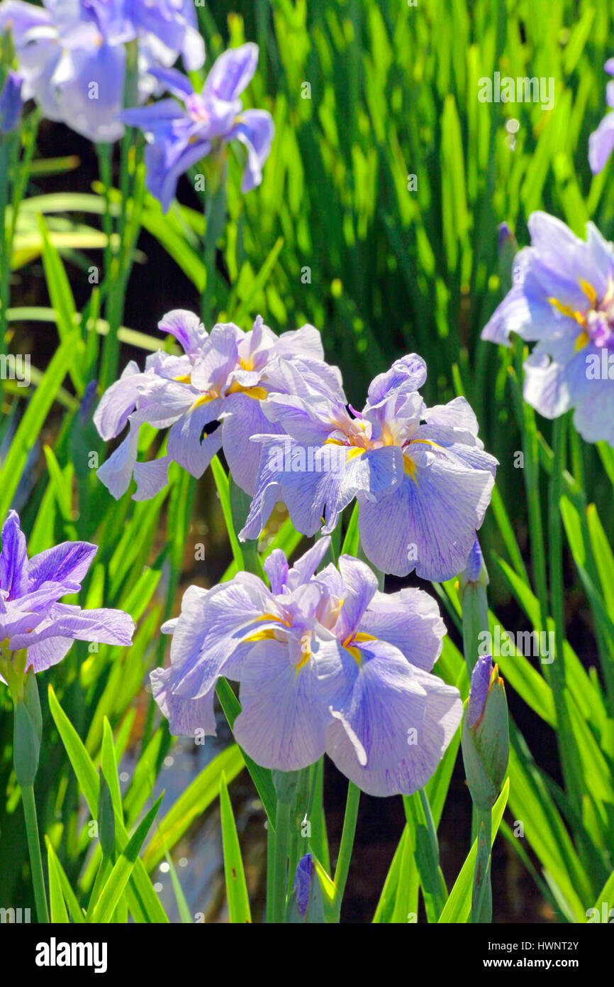 Japanese Iris Gardens at Kitayama Park Higashimurayama city Tokyo Japan ...