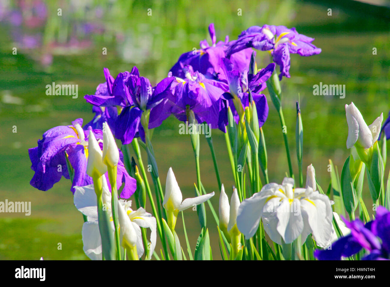 Japanese Iris Gardens at Kitayama Park Higashimurayama city Tokyo Japan ...