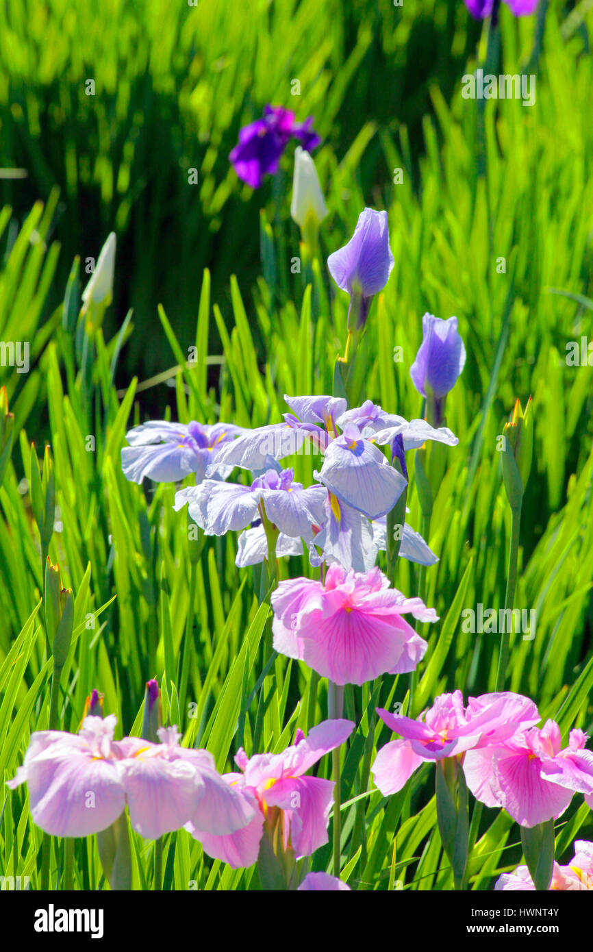 Japanese Iris Gardens at Kitayama Park Higashimurayama city Tokyo Japan ...
