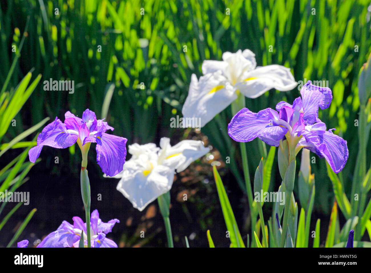 Japanese Iris Gardens at Kitayama Park Higashimurayama city Tokyo Japan ...
