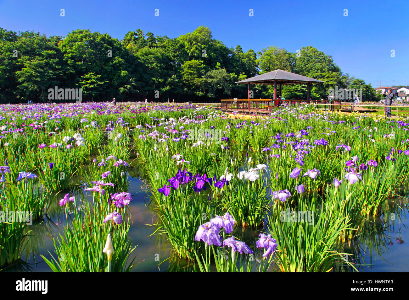 Japanese Iris Gardens at Kitayama Park Higashimurayama city Tokyo Japan ...