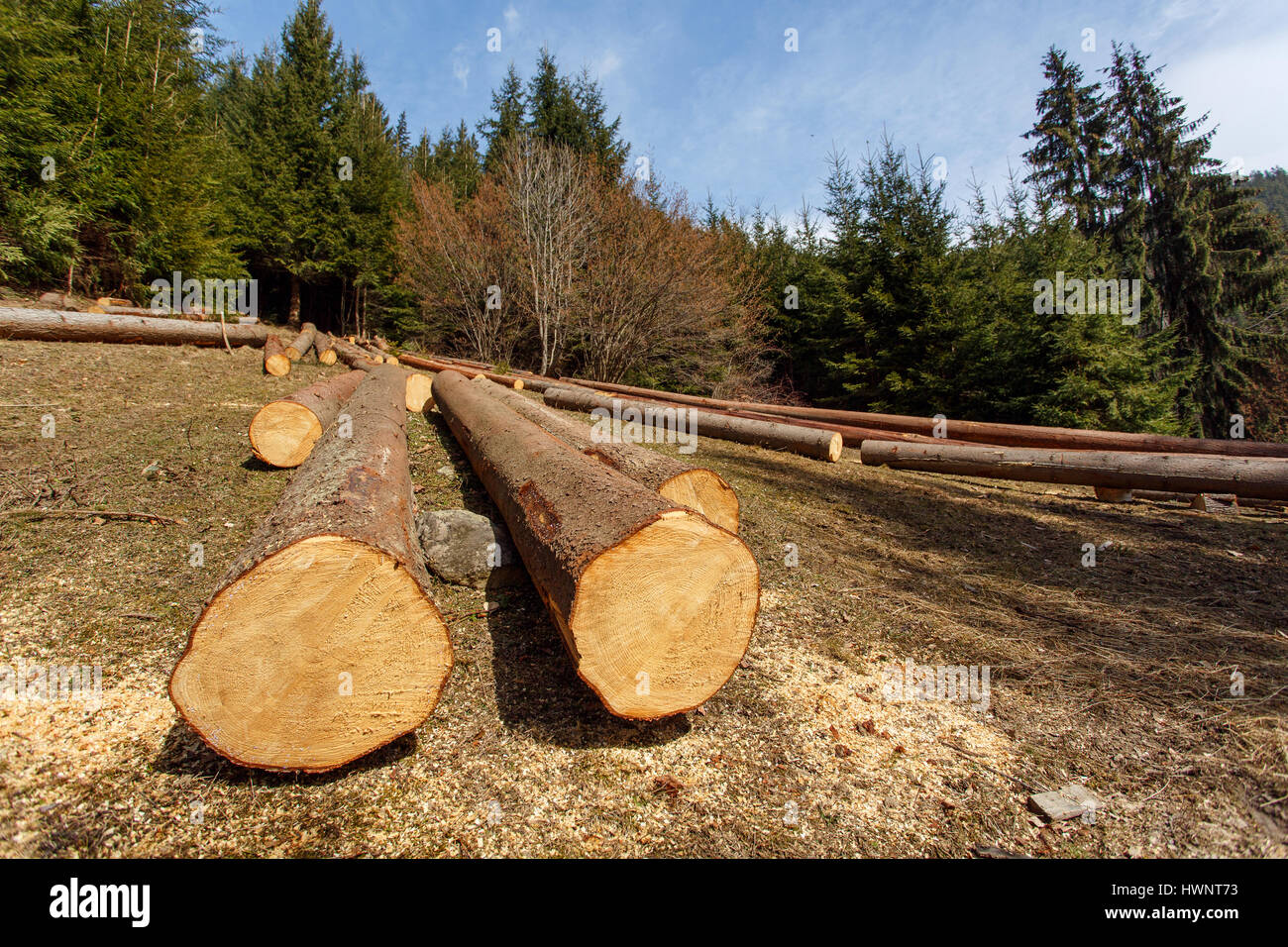 felled trees in the forest Stock Photo - Alamy
