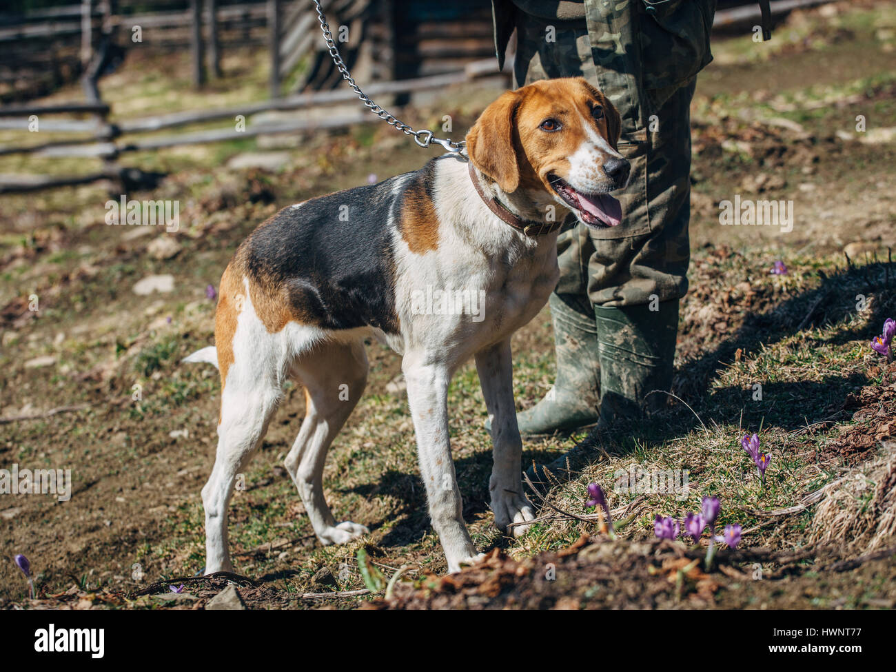 hunting dog on a leash with the owner Stock Photo - Alamy