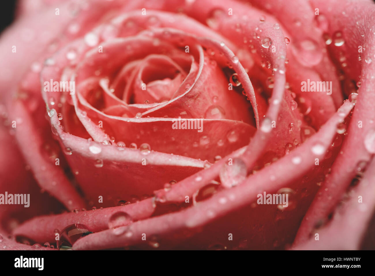 Beautiful rose bloom hi-res stock photography and images - Alamy