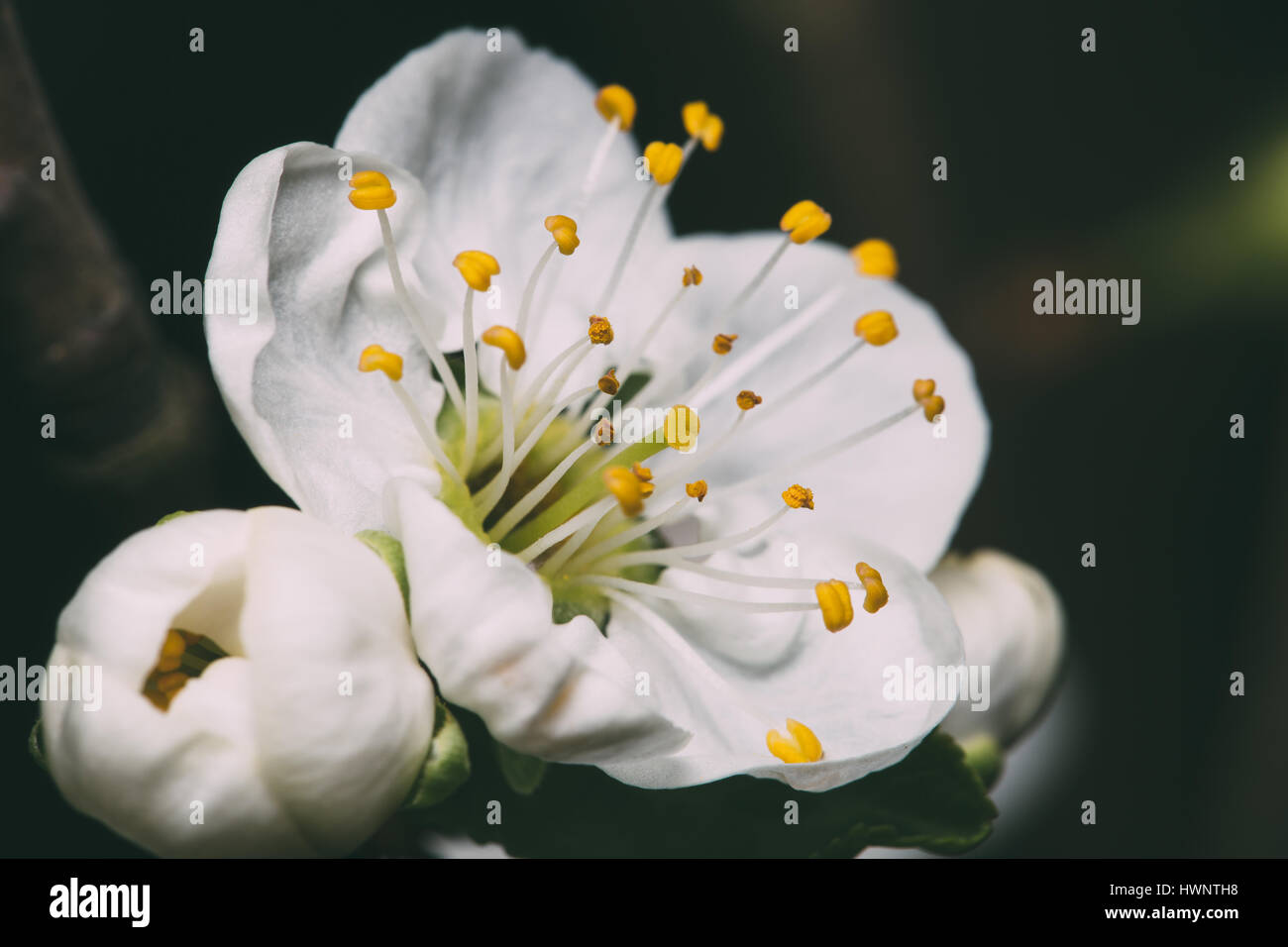 Spring flower hi-res stock photography and images - Alamy