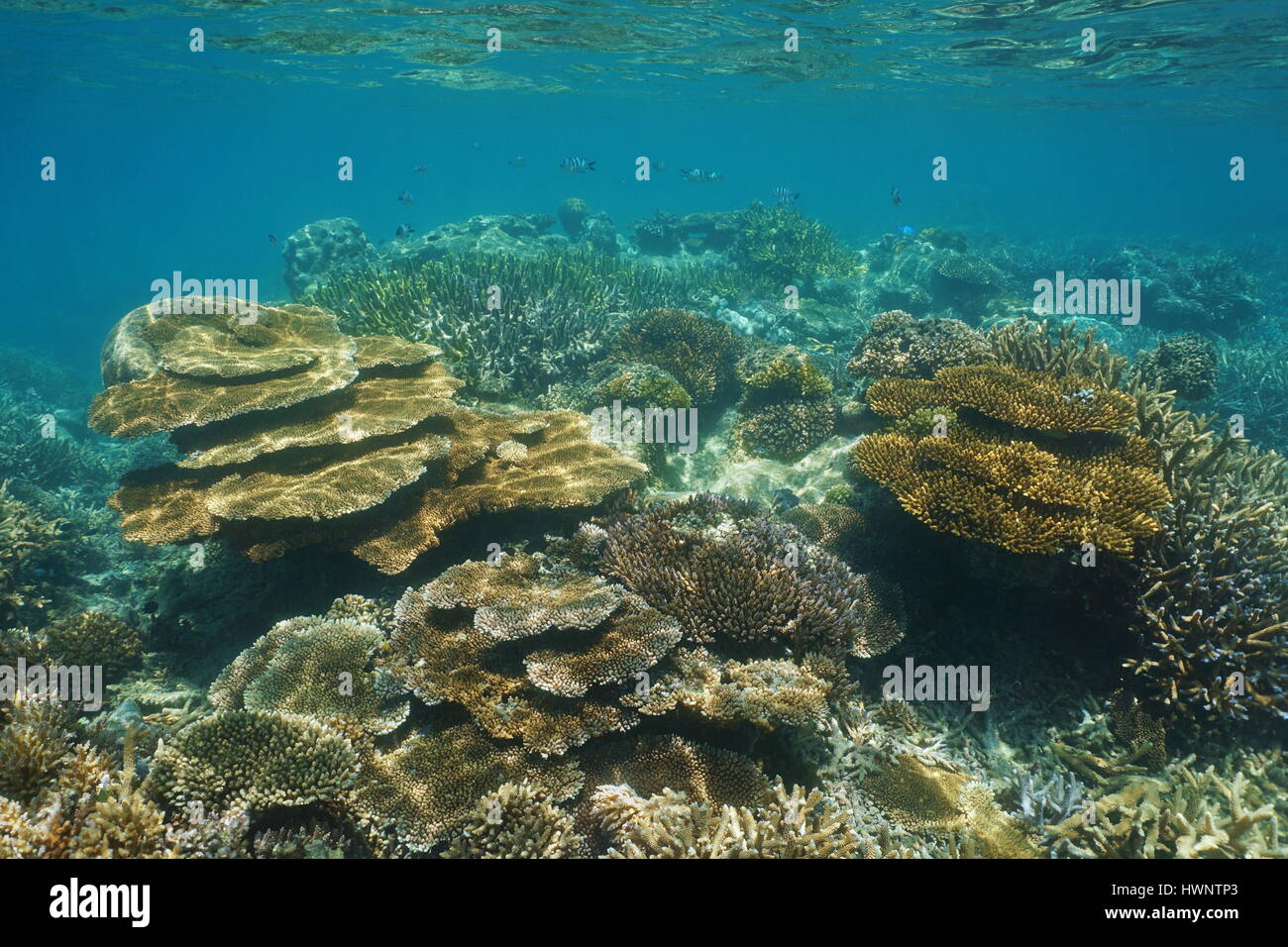 Coral reef of New Caledonia underwater in the lagoon of Grande-Terre ...