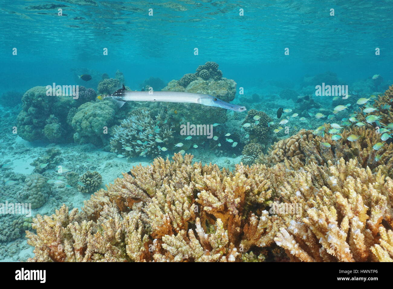 Chinese trumpetfish on coral reef hi-res stock photography and images ...