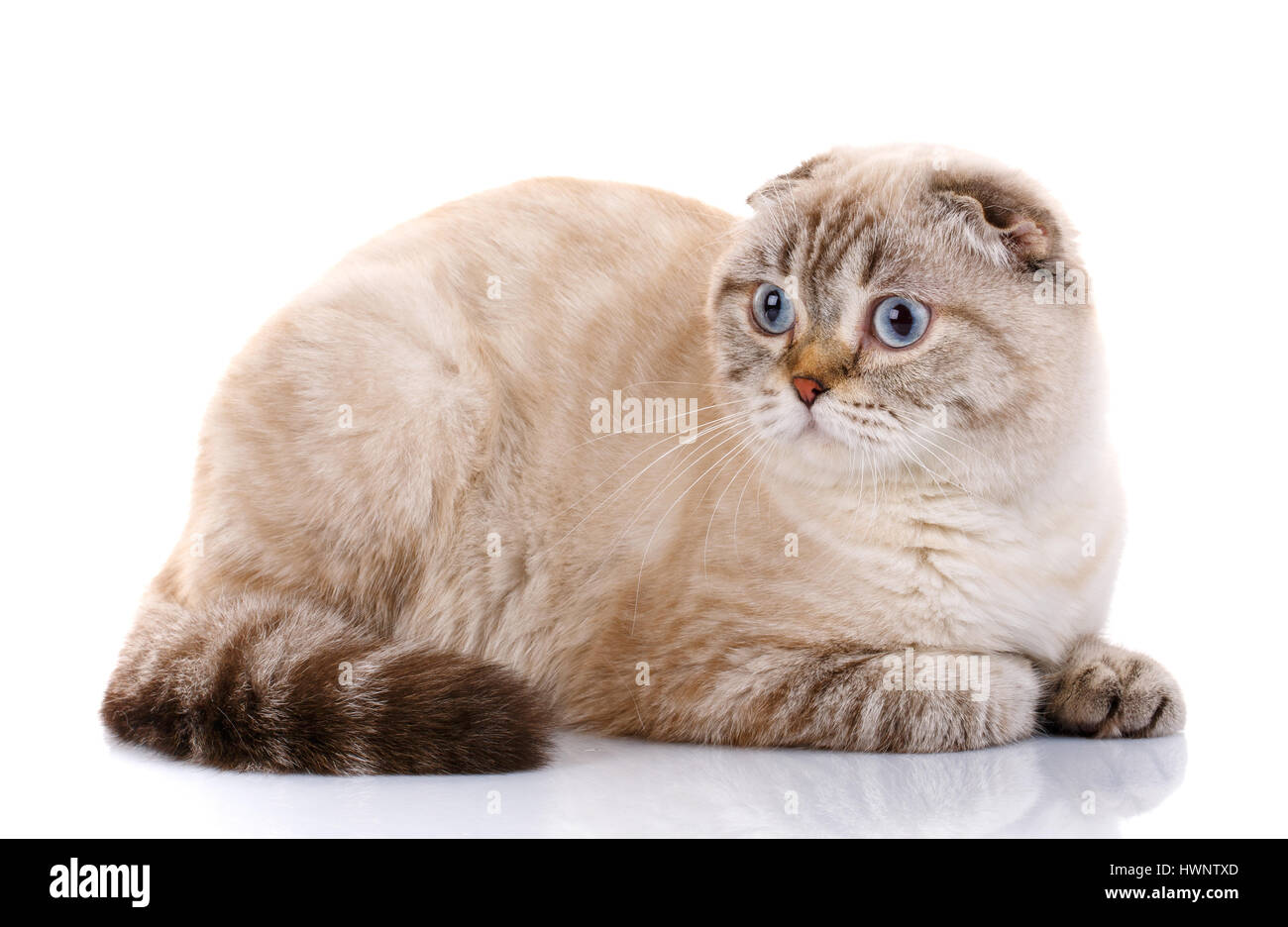 Scottish cat top view isolated Stock Photo - Alamy