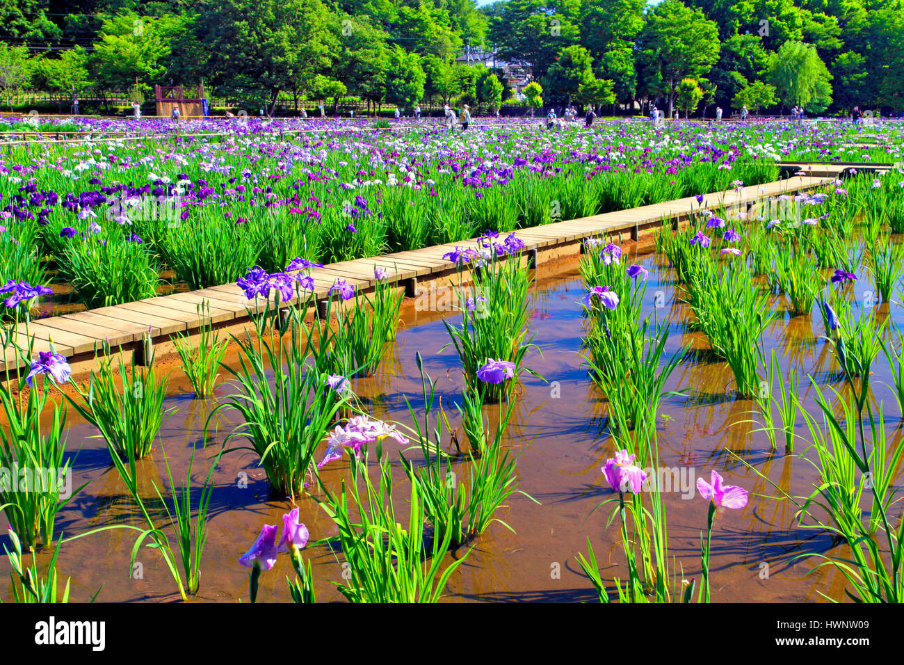 Japanese Iris Gardens at Kitayama Park Higashimurayama city Tokyo Japan ...