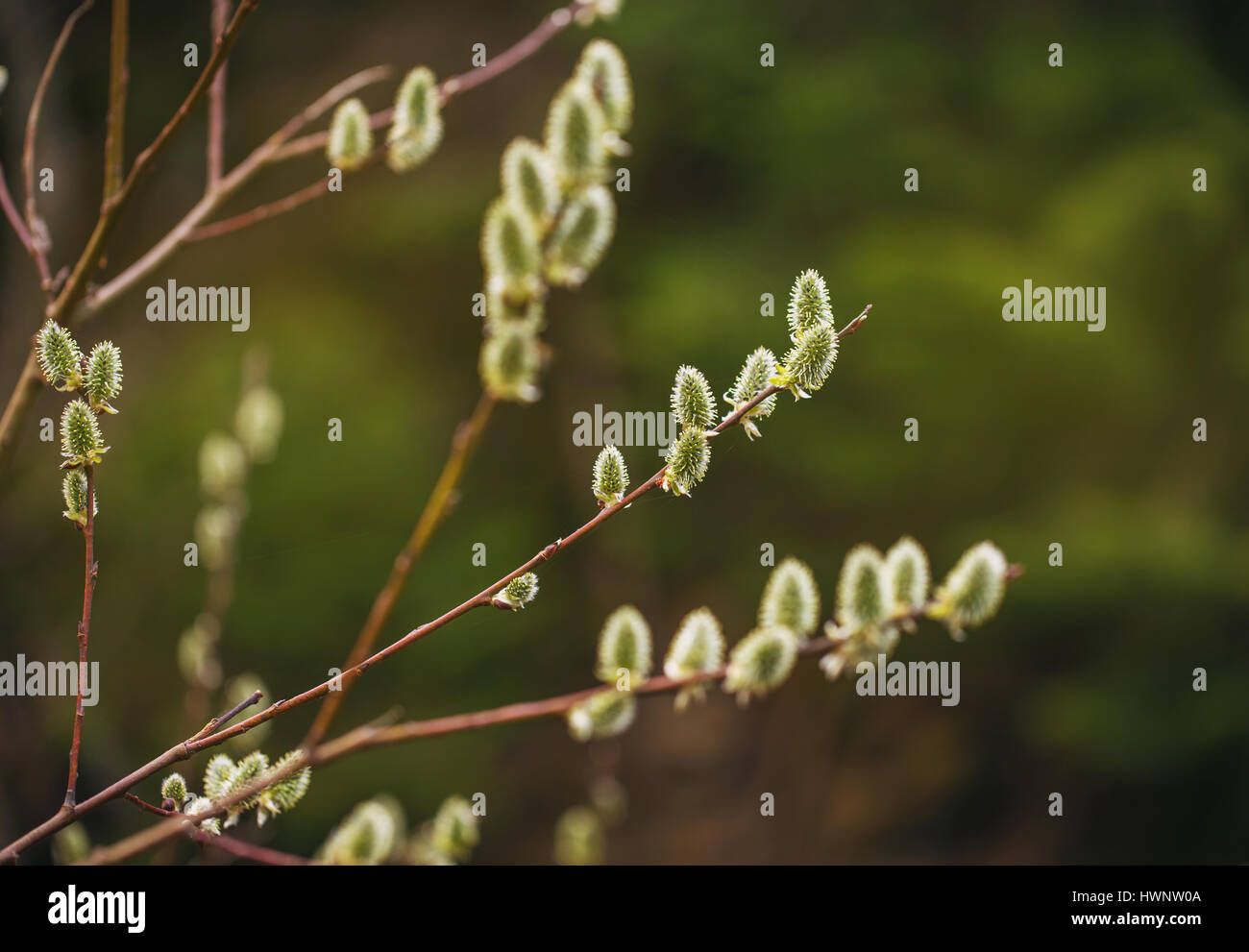 Blooming willow branch Stock Photo - Alamy