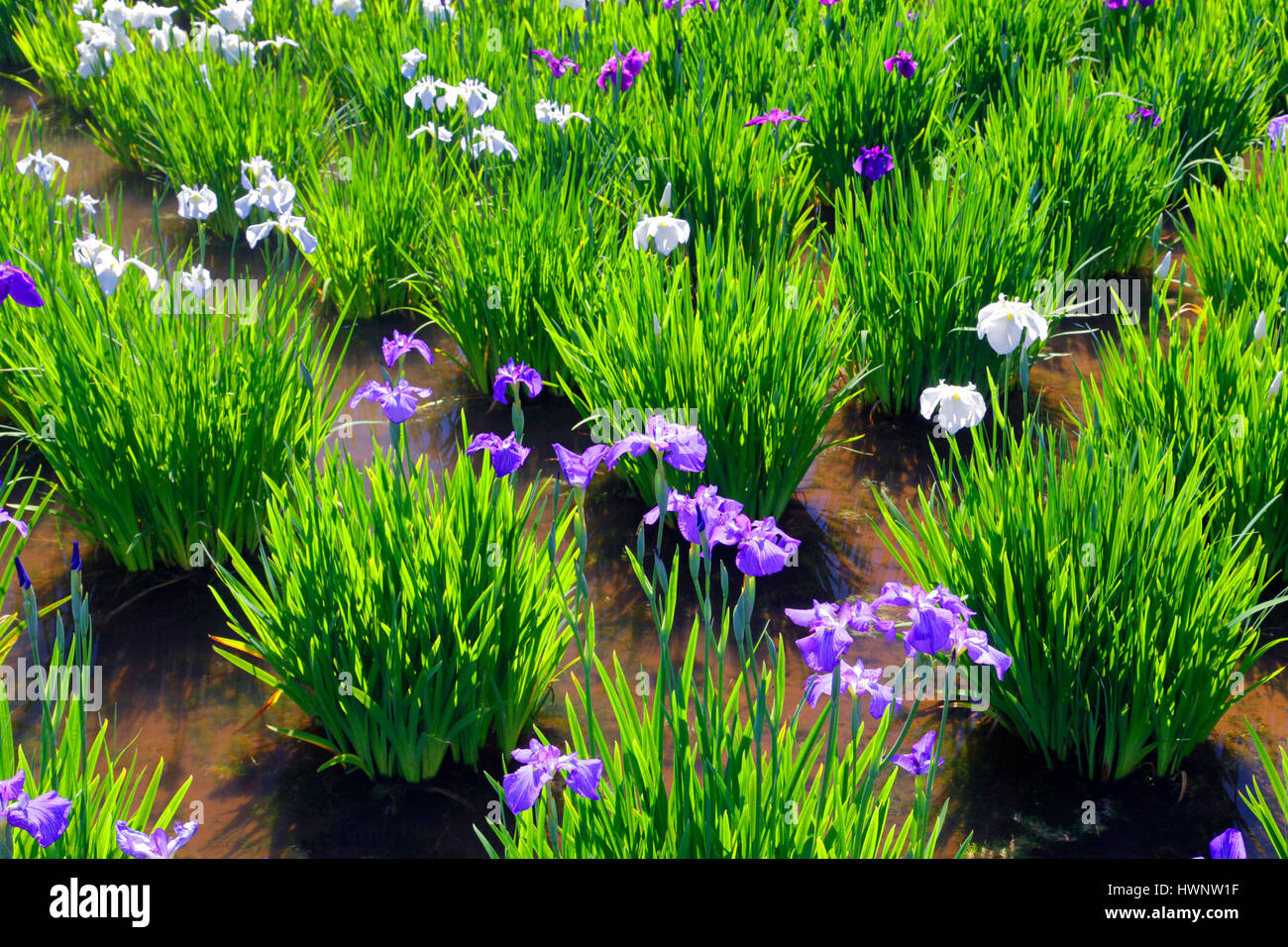 Japanese Iris Gardens at Kitayama Park Higashimurayama city Tokyo Japan ...
