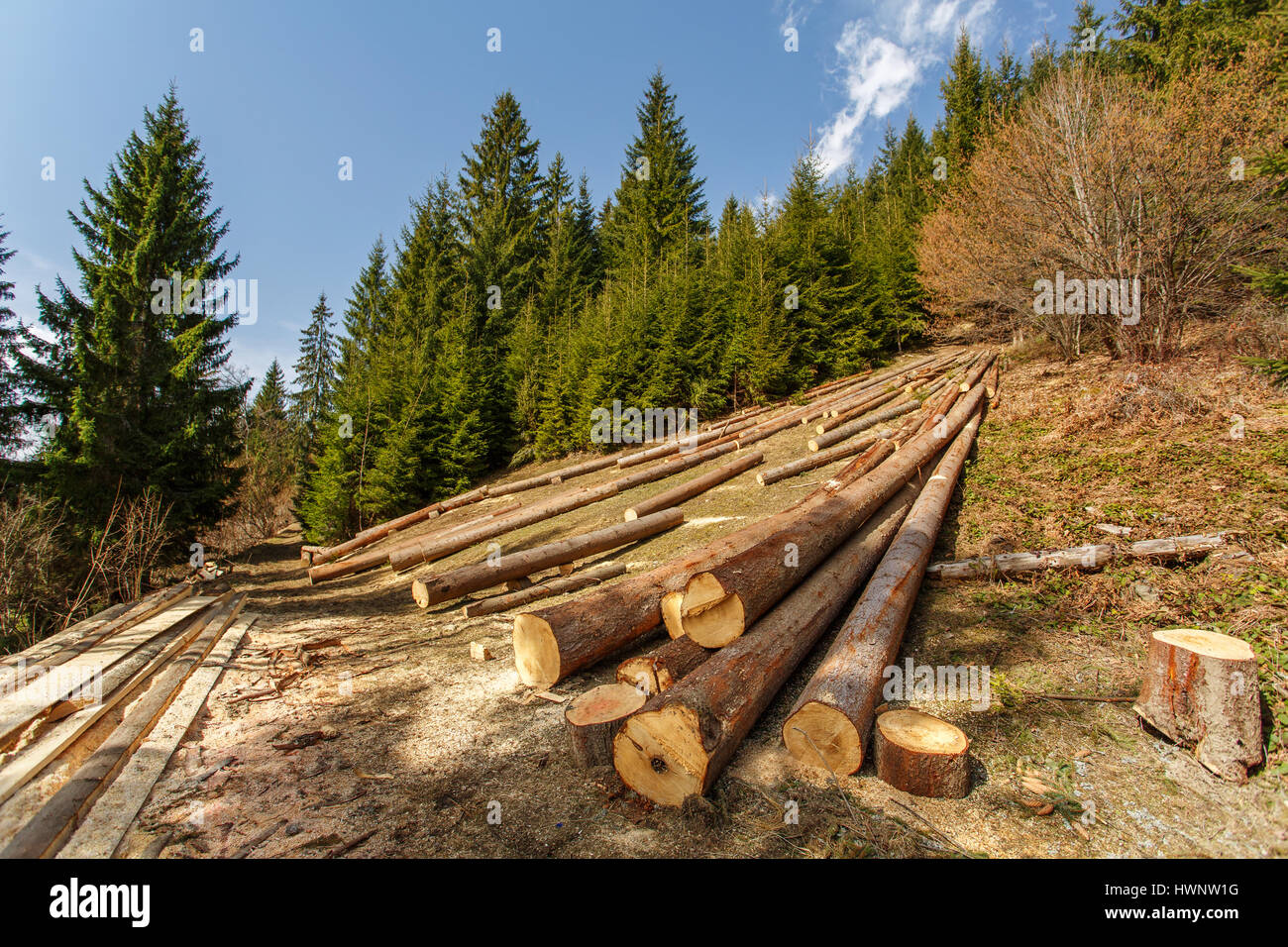 Saw cut wooden logs hi-res stock photography and images - Alamy