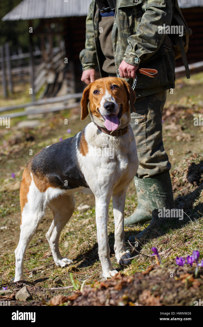 hunting dog with the owner Stock Photo - Alamy