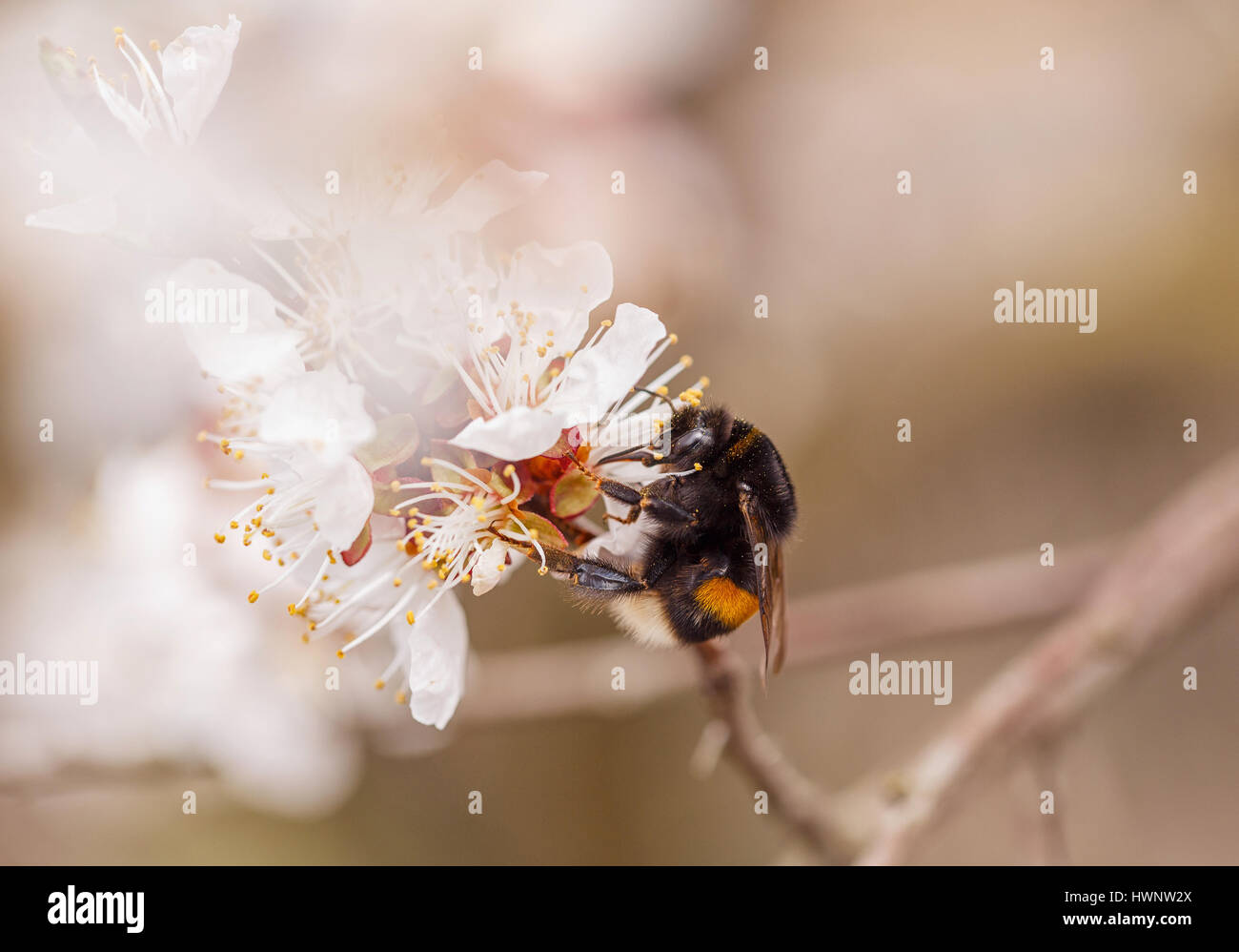 Cherry blossom bee hi-res stock photography and images - Alamy
