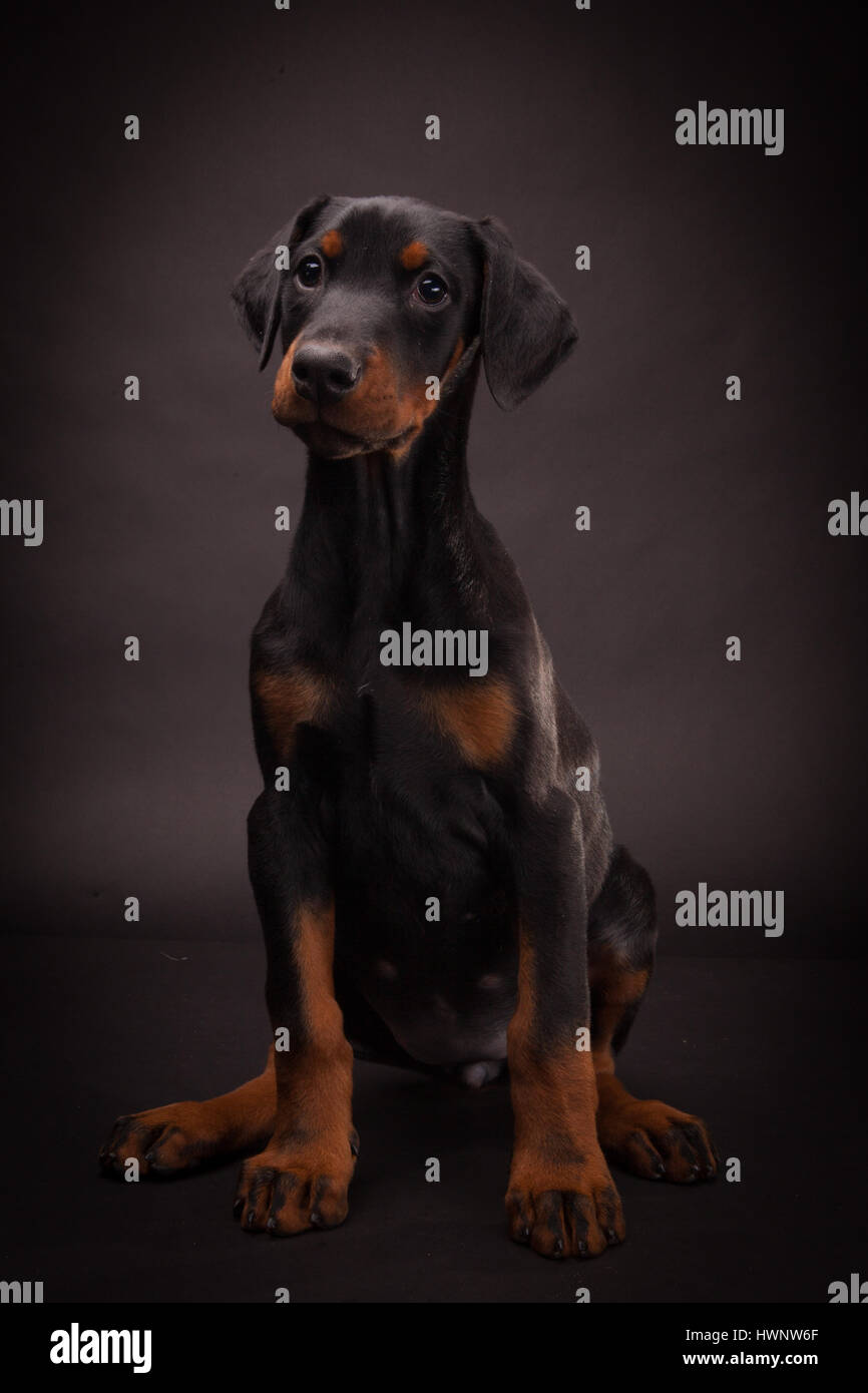 Doberman pinscher (Dobie) puppy in a studio setting Stock Photo - Alamy