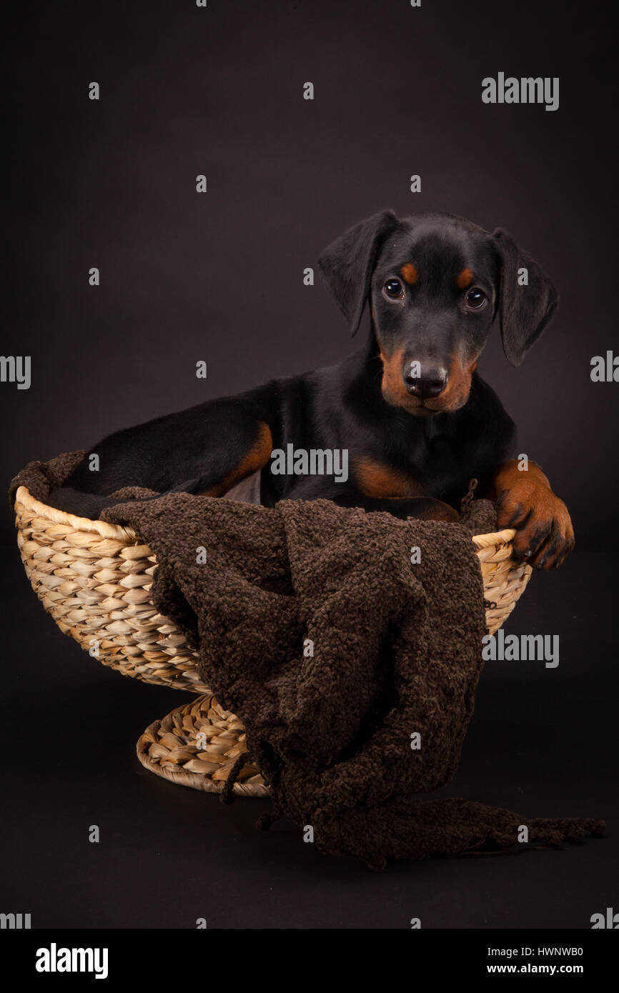 Doberman pinscher (Dobie) puppy in a studio setting Stock Photo - Alamy
