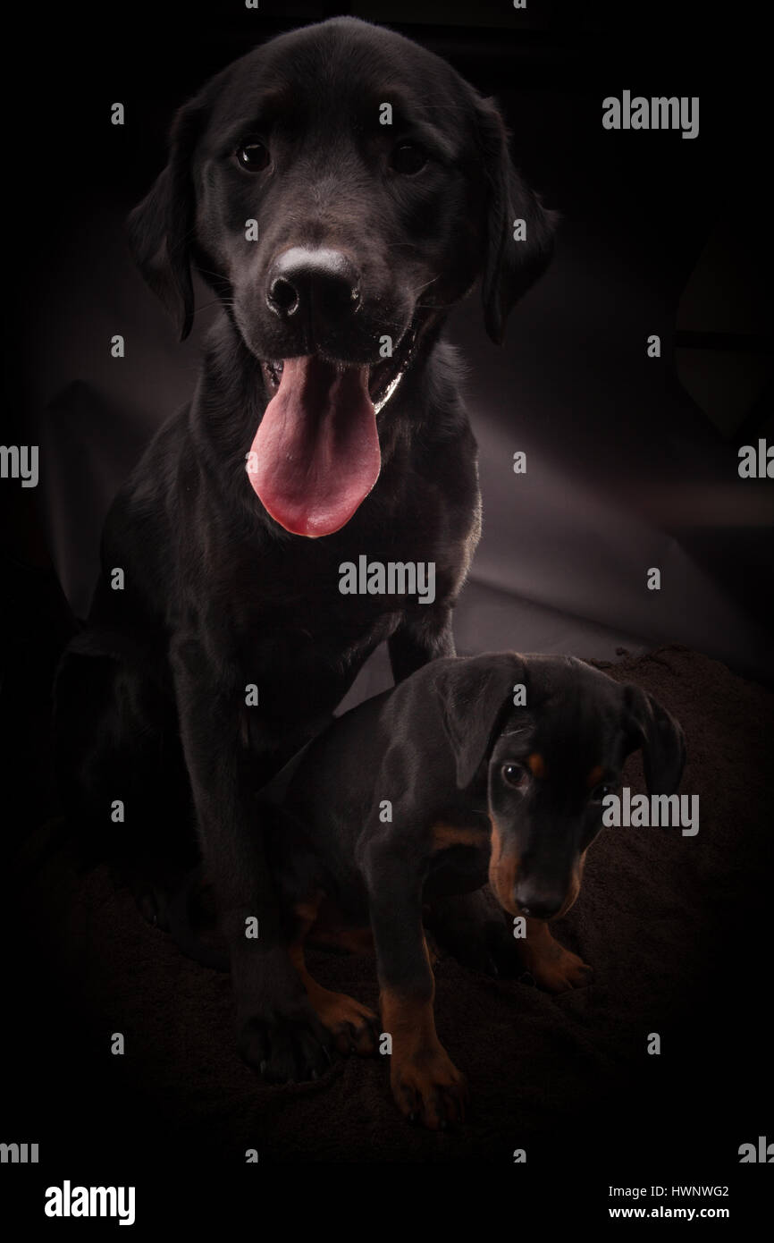 Doberman pinscher (Dobie) puppy in a studio setting Stock Photo - Alamy