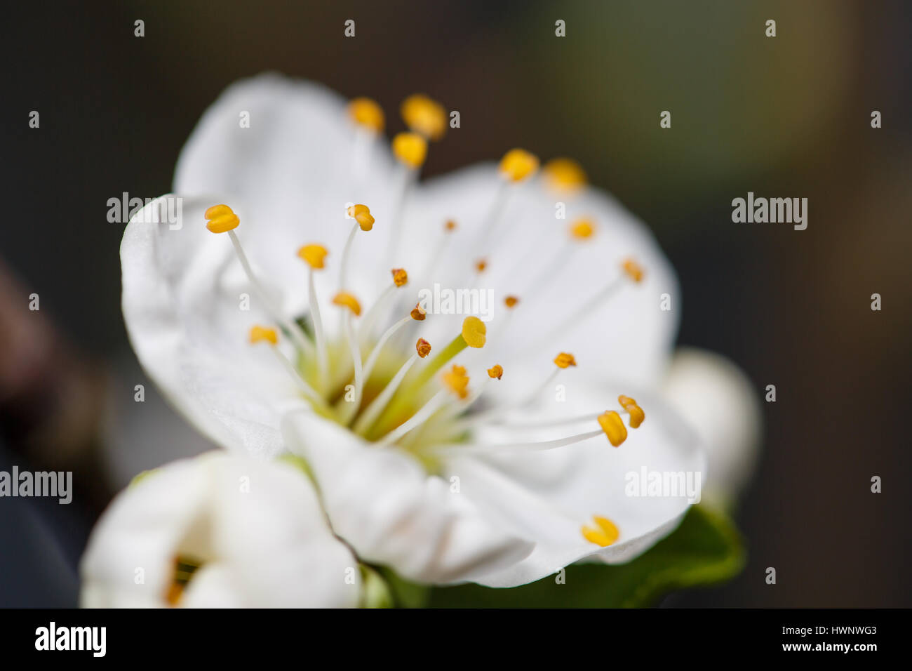 Spring blossom tree branch hi-res stock photography and images - Alamy