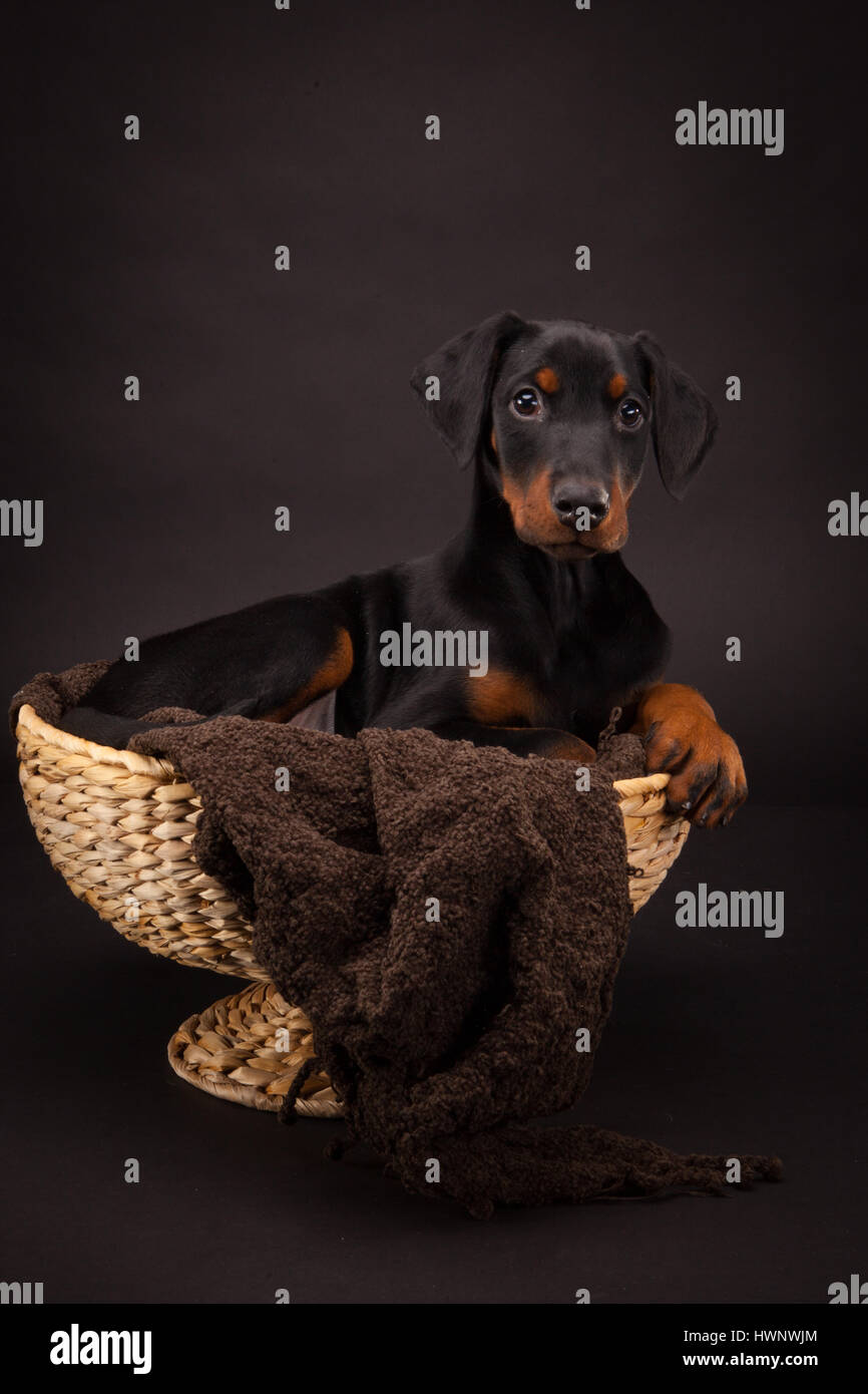 Doberman pinscher (Dobie) puppy in a studio setting Stock Photo - Alamy