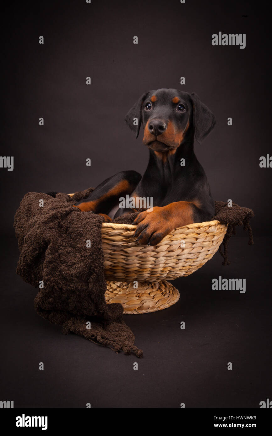 Doberman pinscher (Dobie) puppy in a studio setting Stock Photo - Alamy