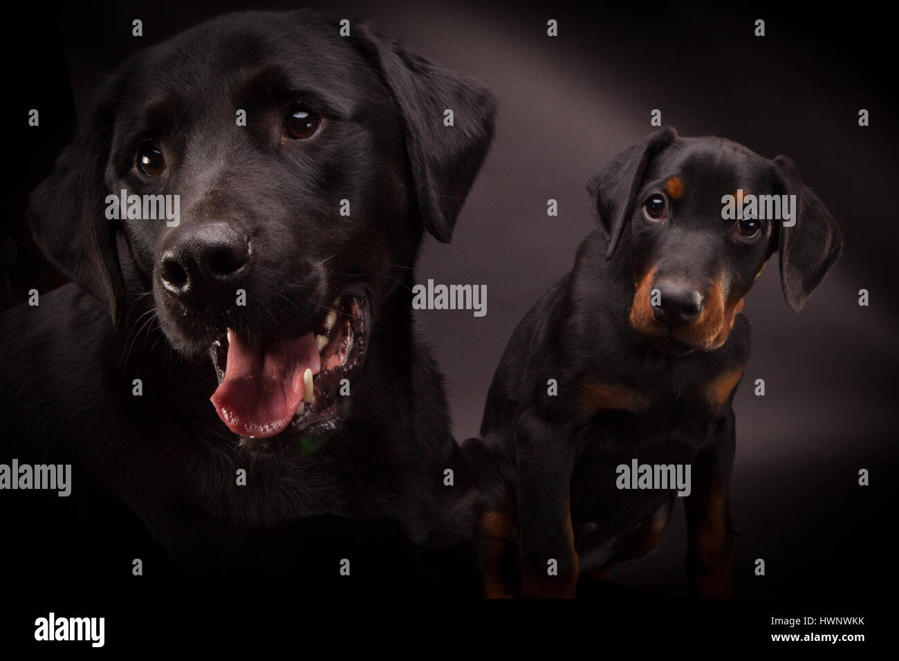 Doberman pinscher (Dobie) puppy in a studio setting Stock Photo - Alamy