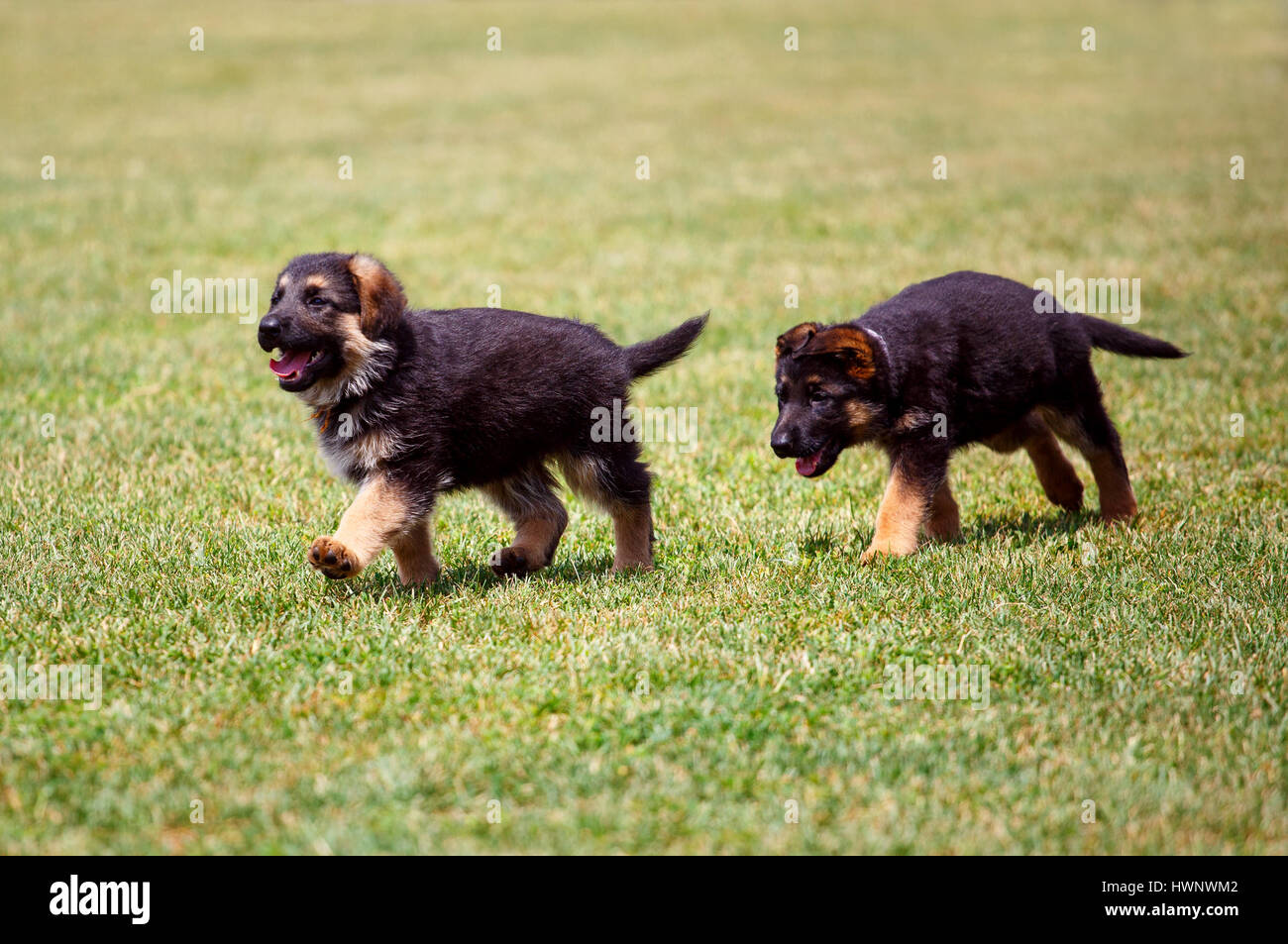German shepherd puppies hi-res stock photography and images - Alamy