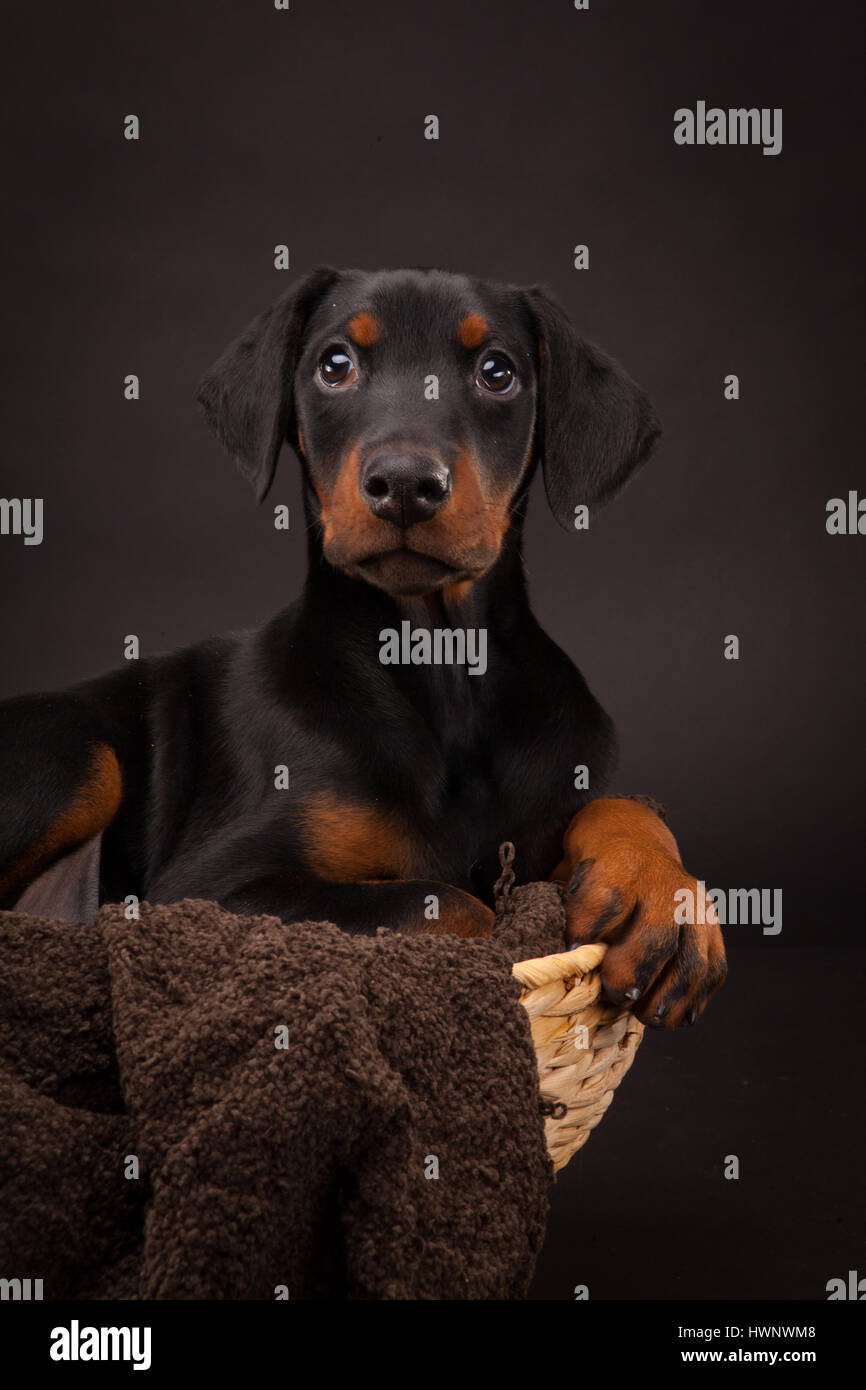 Doberman pinscher (Dobie) puppy in a studio setting Stock Photo - Alamy