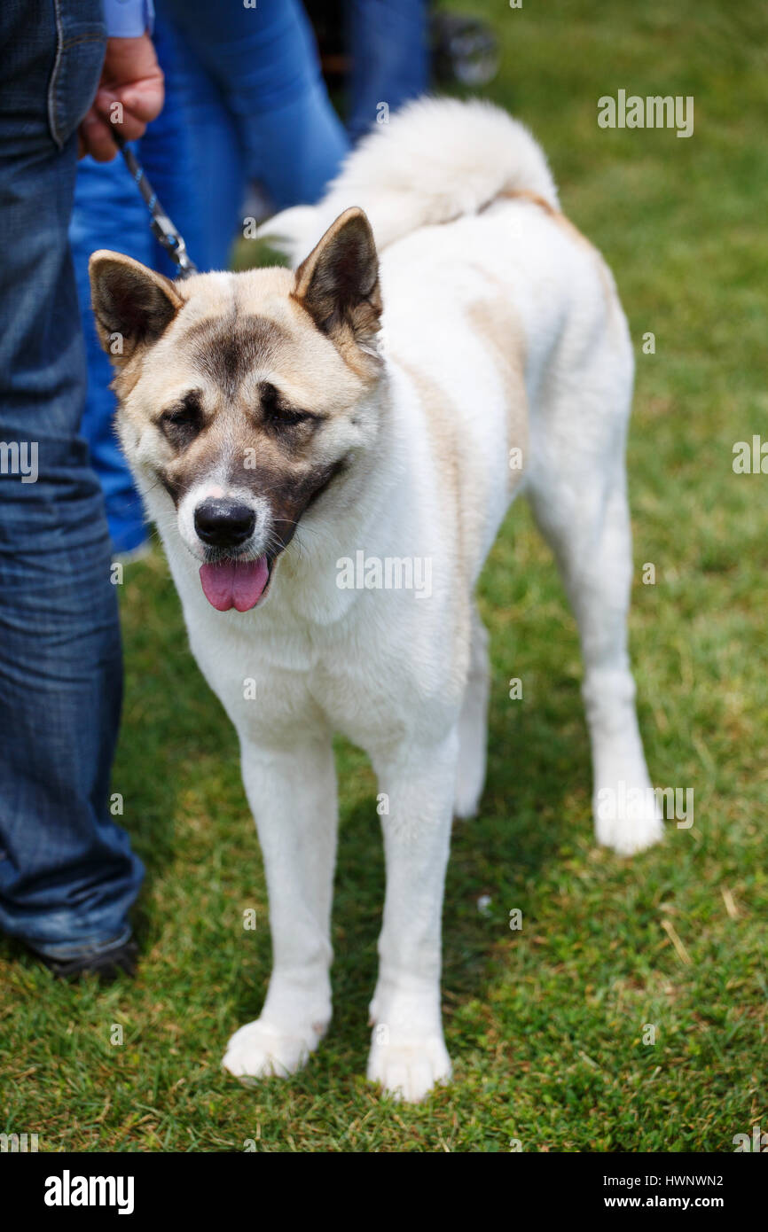 Asian dog breed hi-res stock photography and images - Alamy