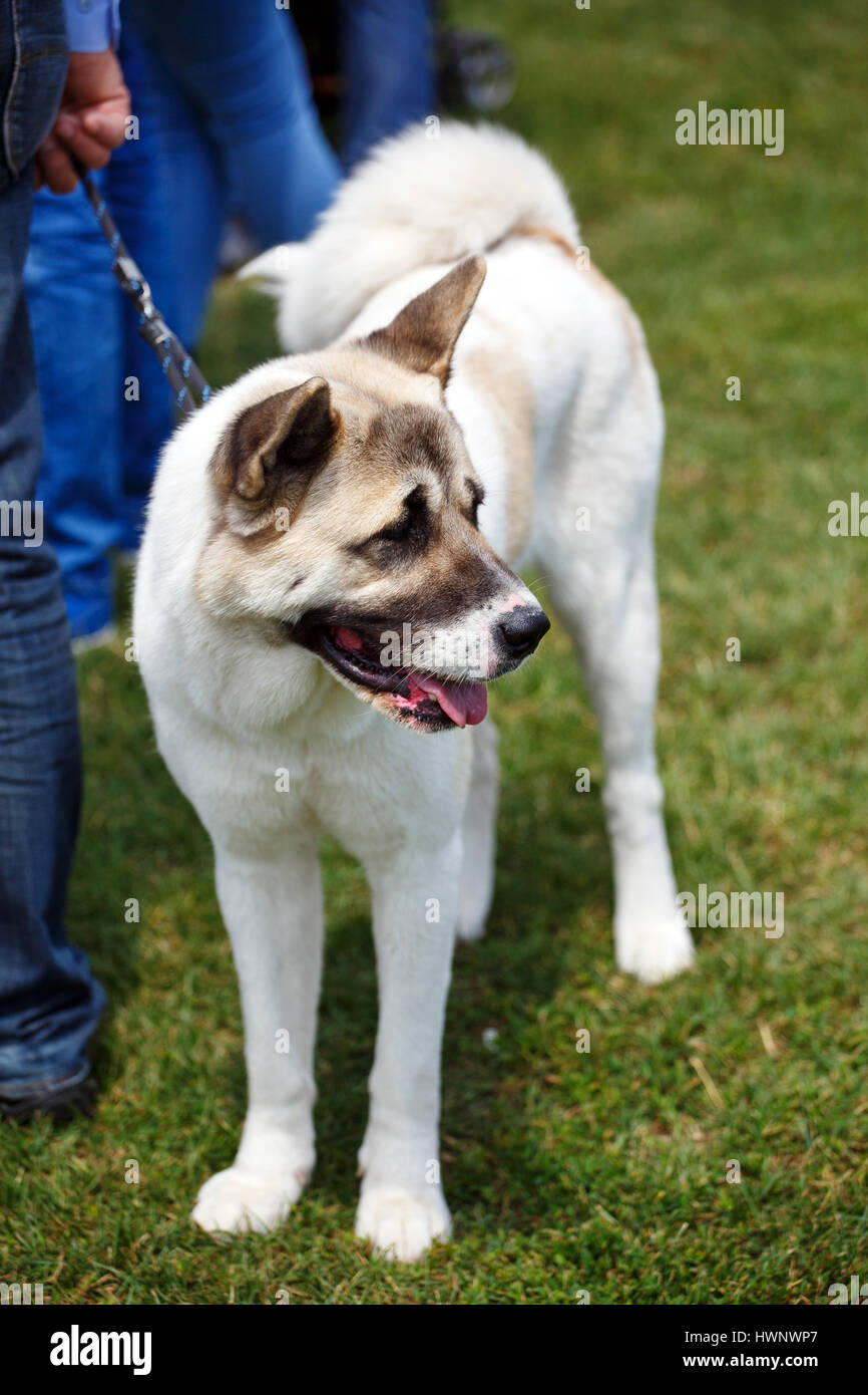 Indoor dog breed standing hi-res stock photography and images - Alamy