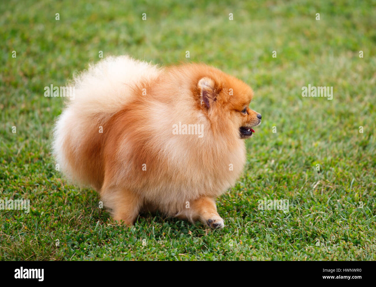 Puppy spitz dog hi-res stock photography and images - Alamy