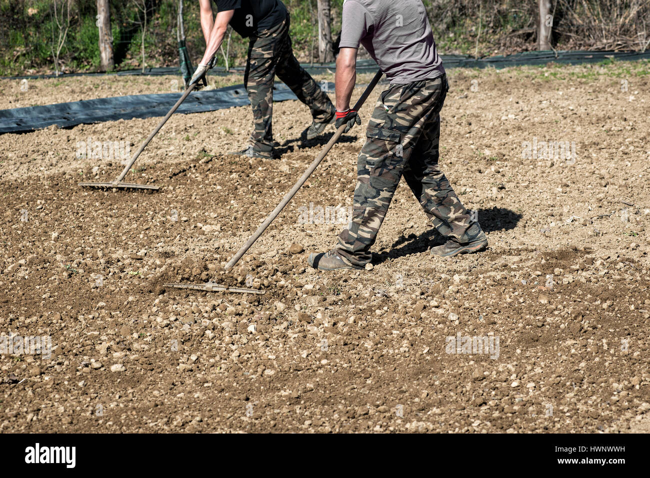 Farmers raking freshly rotovated, hoed or tilled soil preparing a bed ...