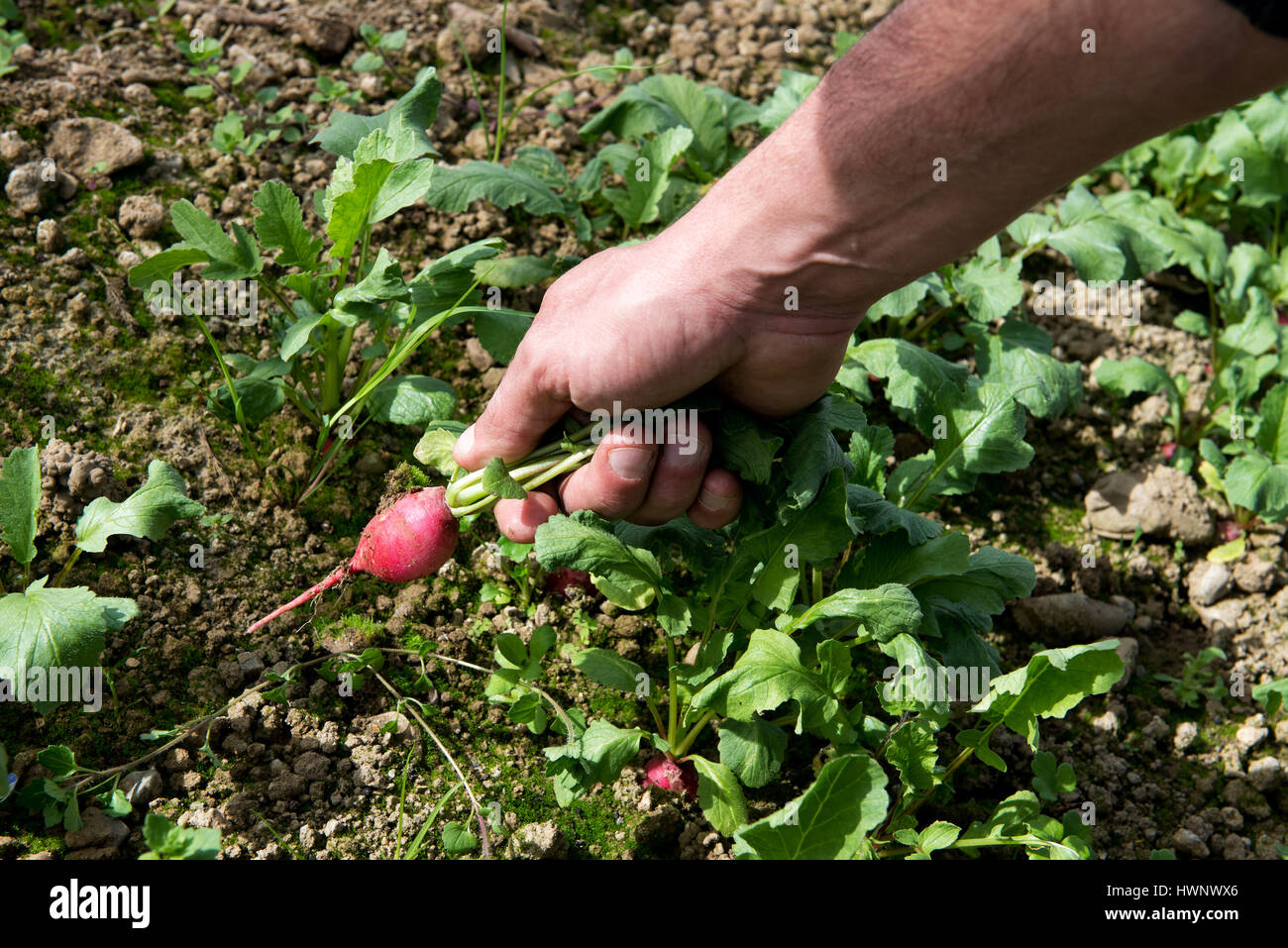 Man harvesting or picking a spring crop of fresh radish pulling one ...