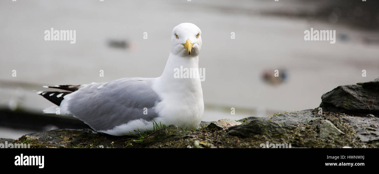 Gull staring at camera Stock Photo - Alamy
