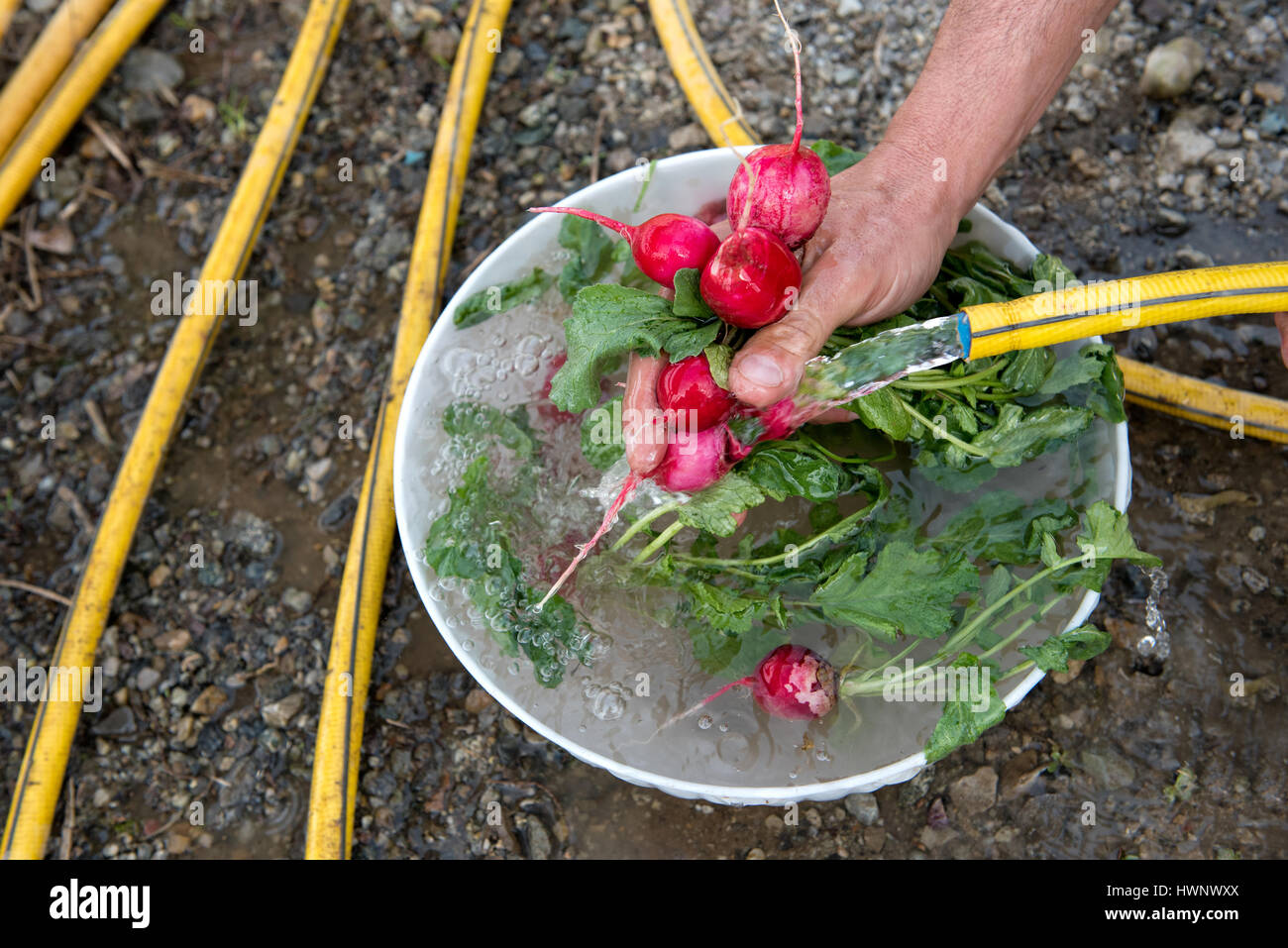 Farmers washing freshly picked radishes in a bowl with running water ...