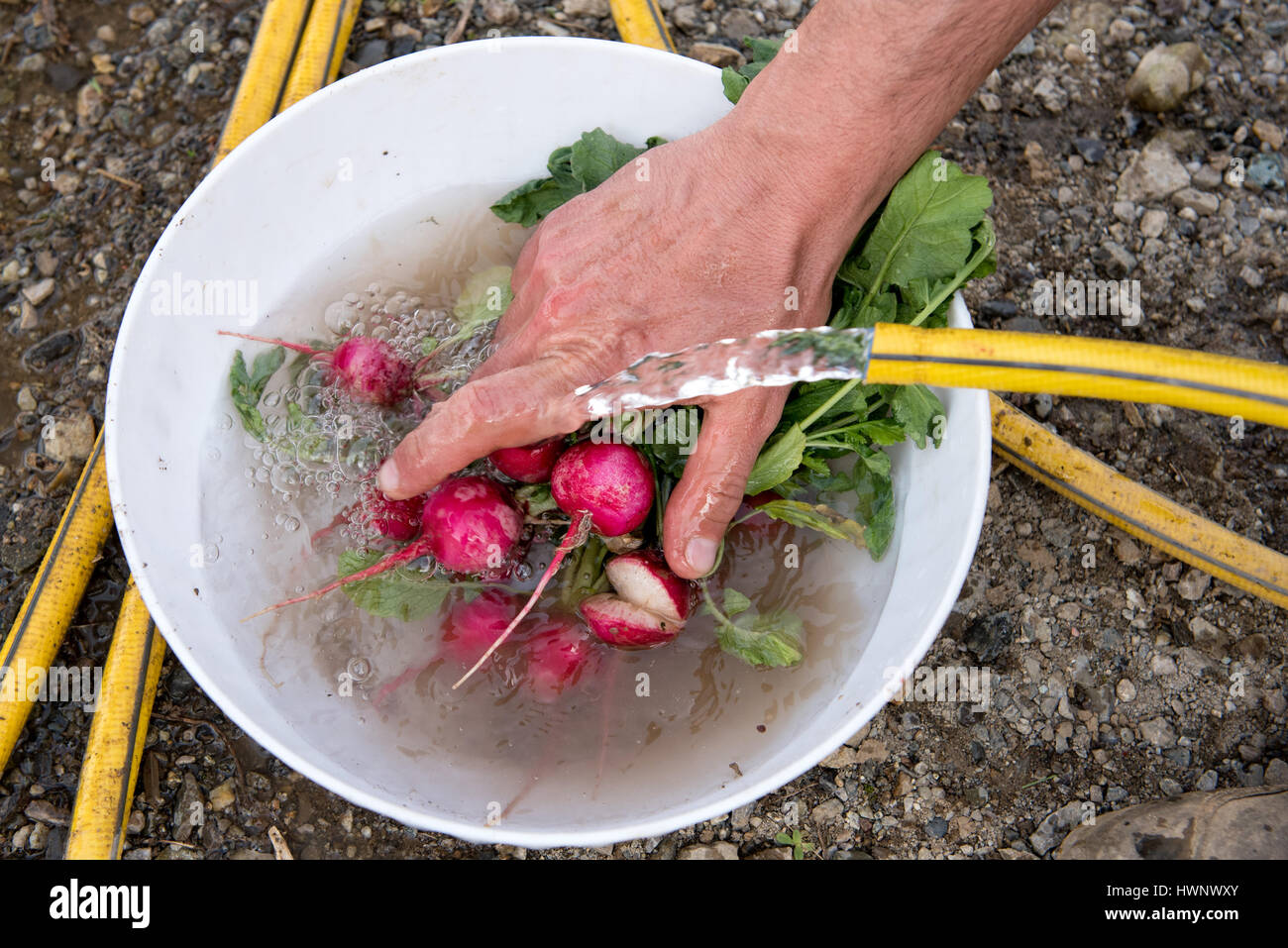 Farmer washing freshly picked red spring radishes straight from the ...