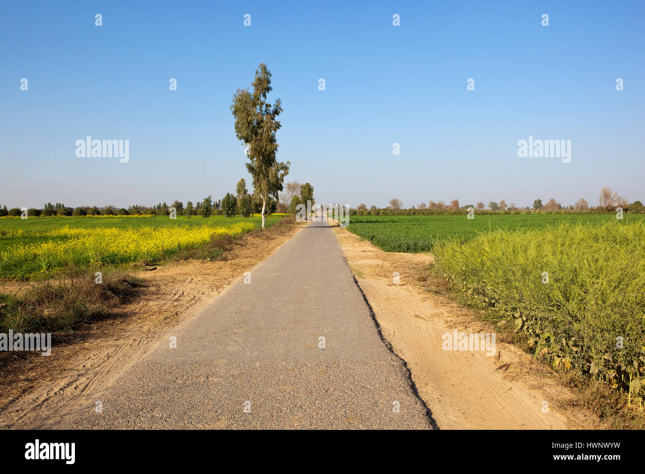 a small rural road through the farming landscape of rajasthan in north ...
