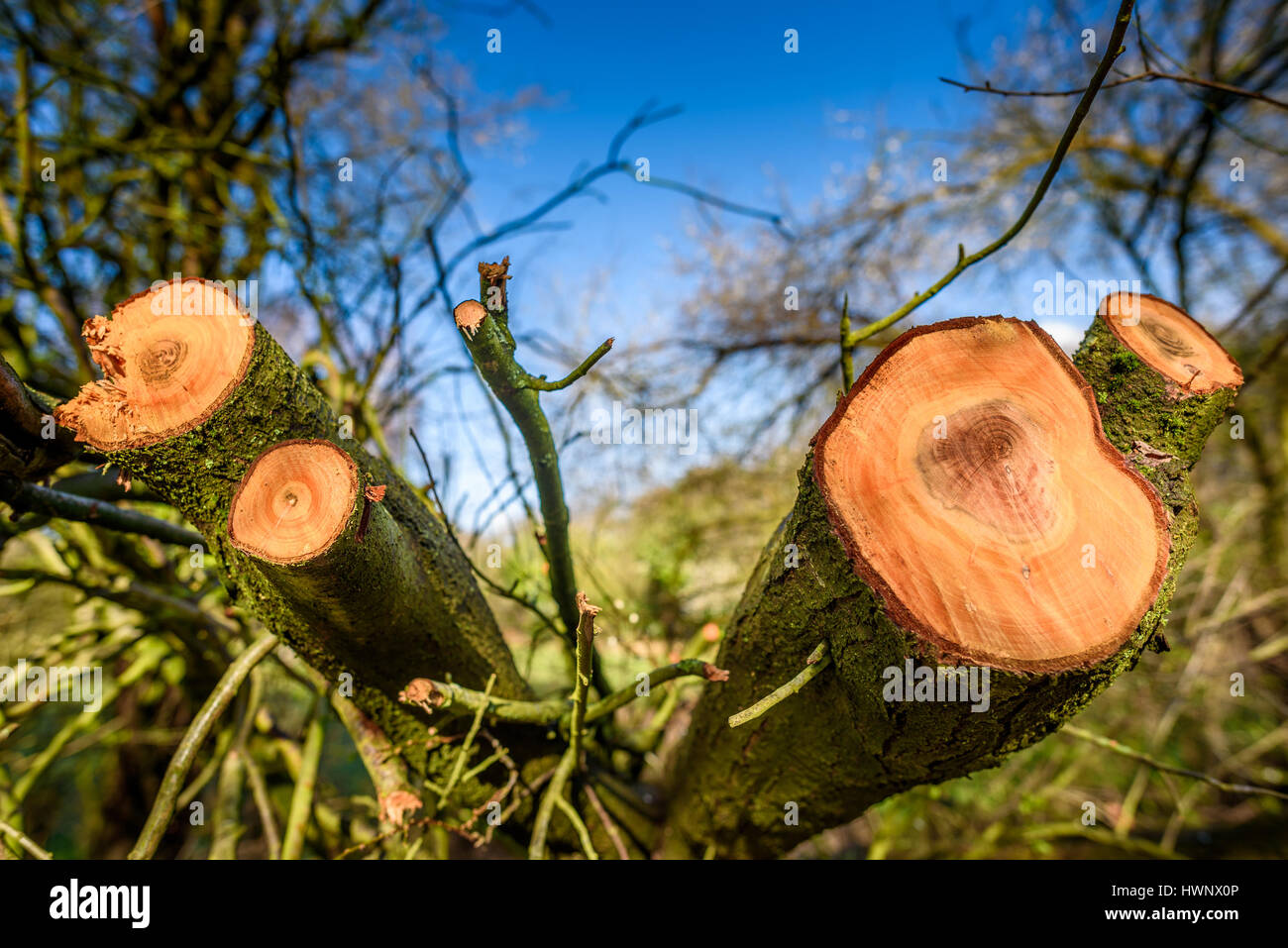 Freshly sawn timber in a forest Stock Photo - Alamy