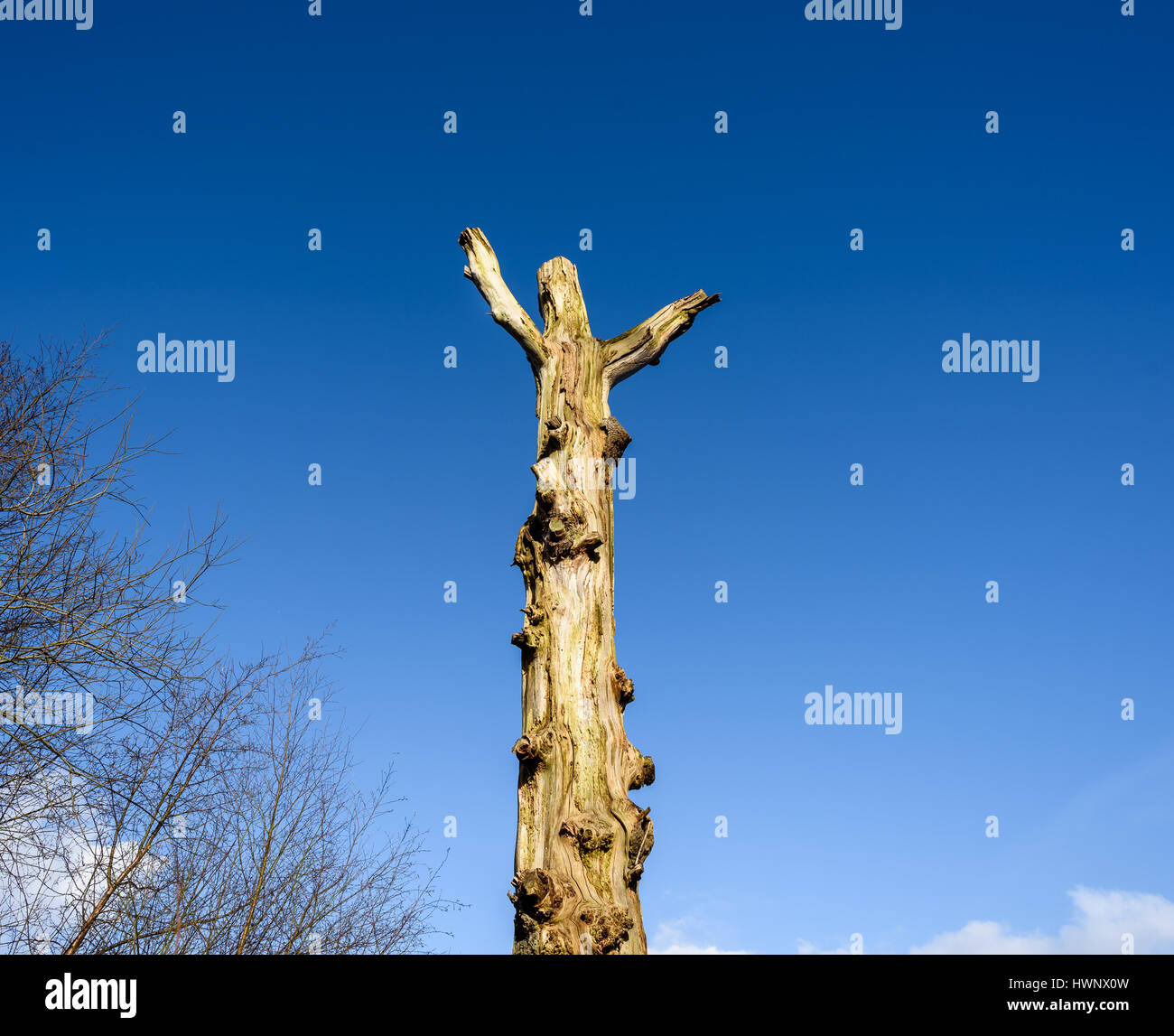 A dead tree in the shape of person with arms open Stock Photo - Alamy