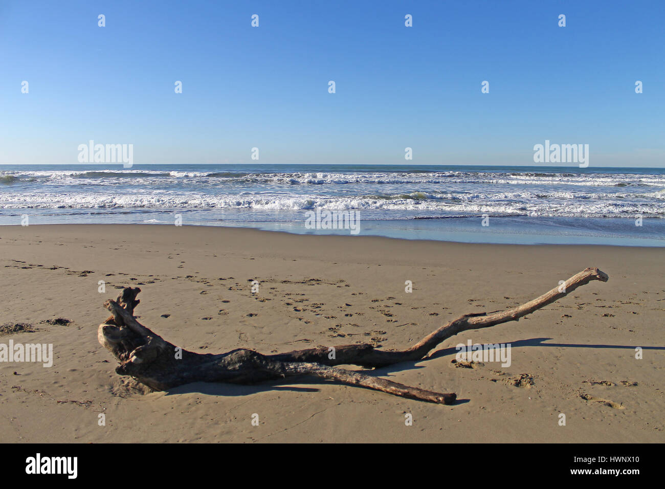 Fallen tree on a beach Stock Photo - Alamy