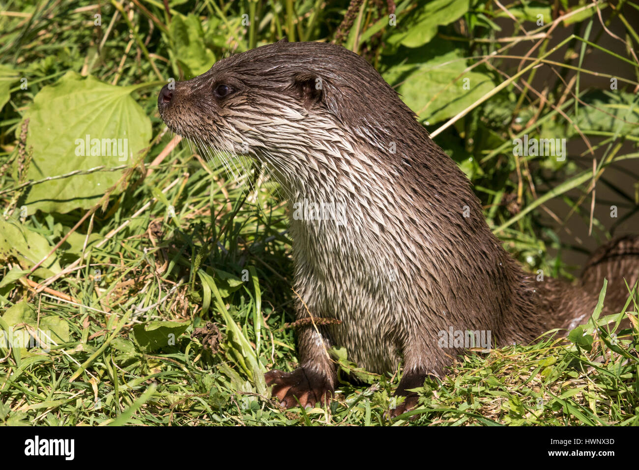 British otter cute lutra hi-res stock photography and images - Alamy