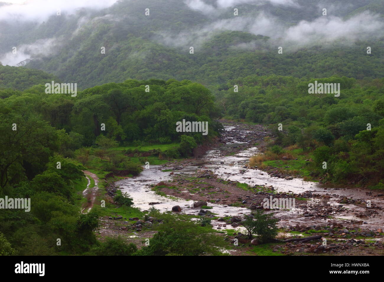 A young Sun Squirrel, Heliosciurus mutabilis, surprised by the ...