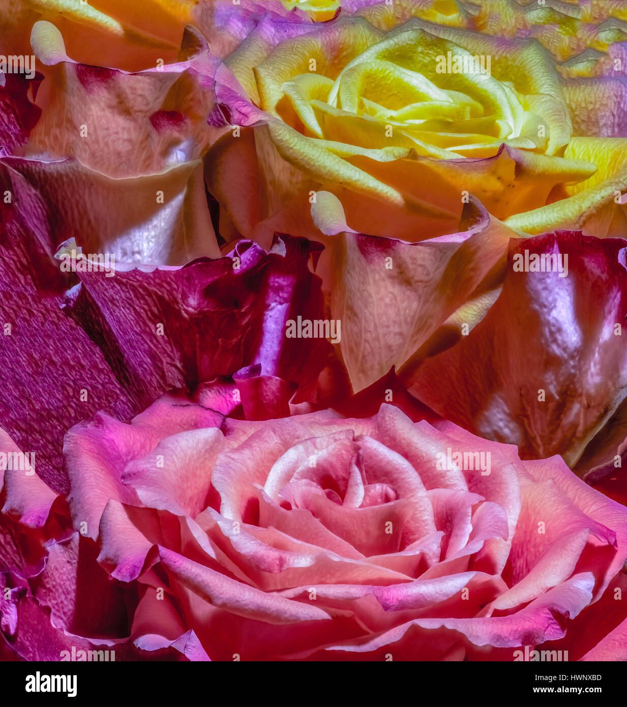 Yellow Pink Violet Floral Rose Duet Petals Background Pattern Stock ...