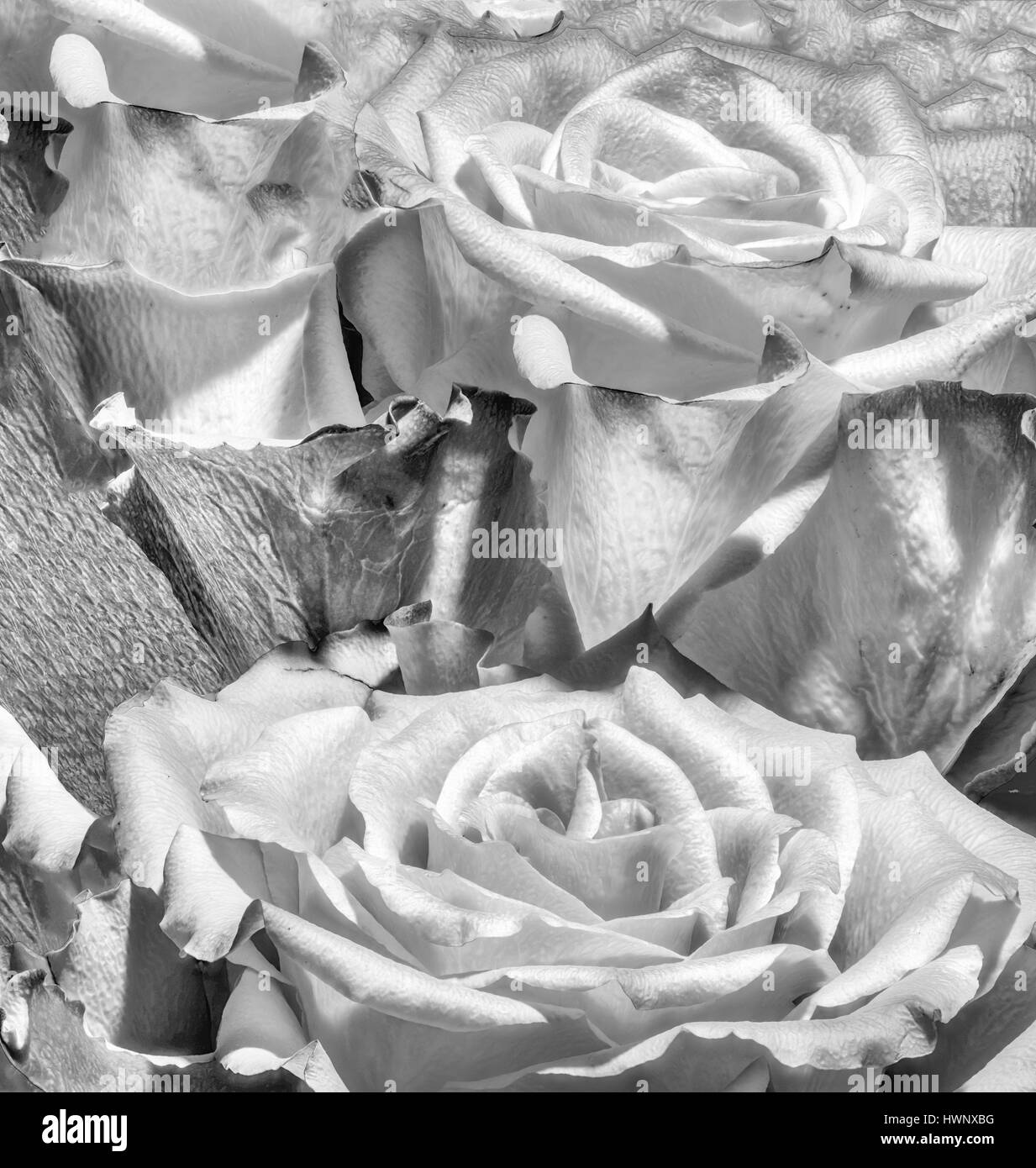 Fine art floral bright monochrome background rose blossom pattern of ...