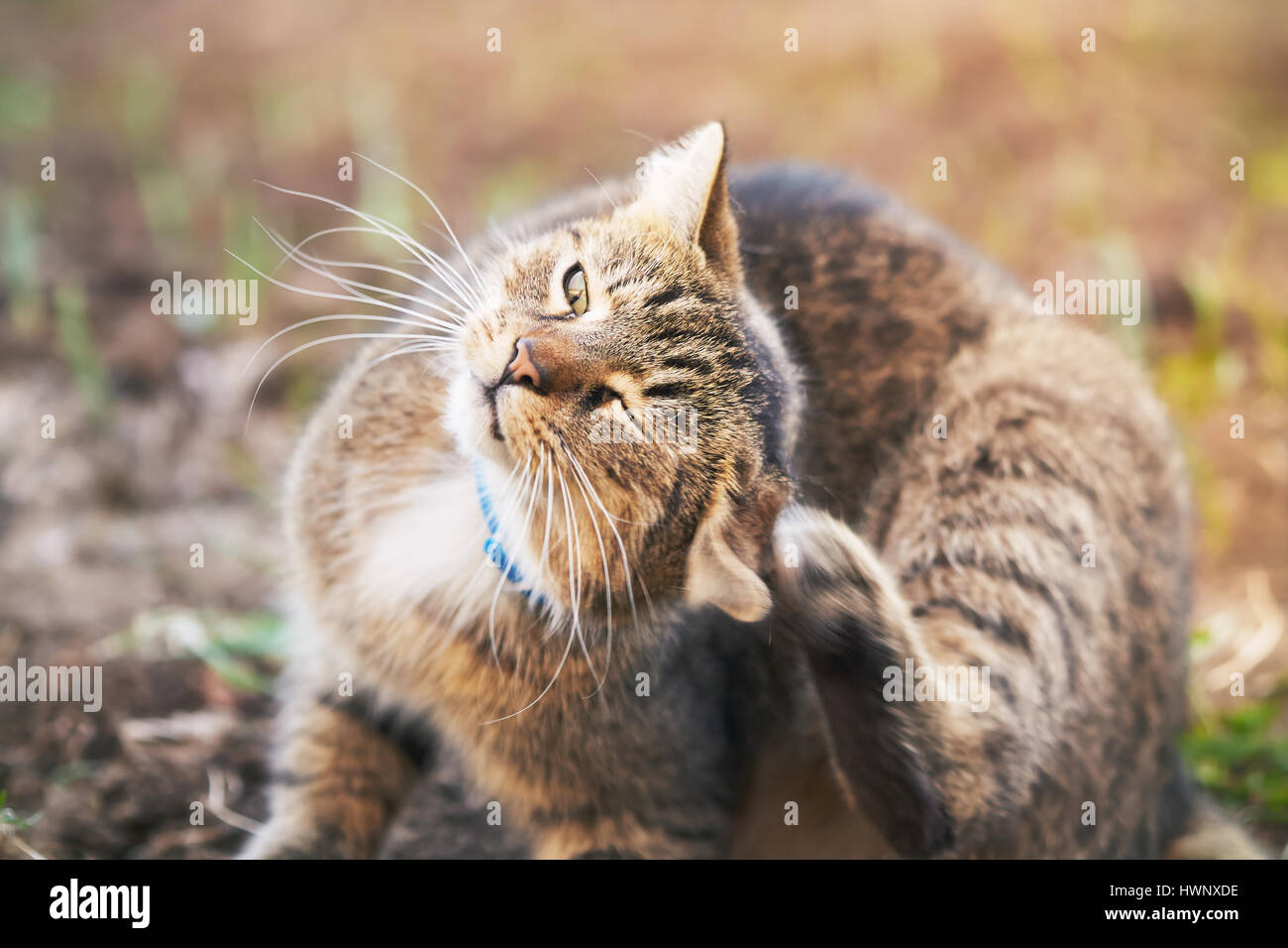 Domestic cat with blue collar scratching head in the garden Stock Photo ...