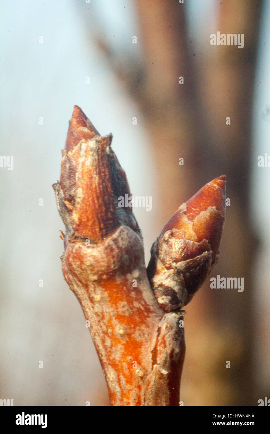 tree buds come alive and swollen in the early spring before flowering ...