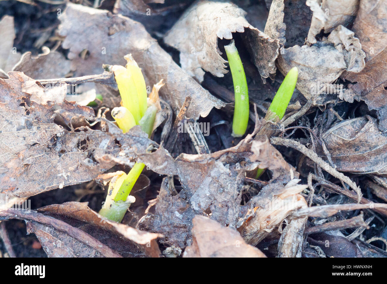 The first spring shoots of green onions in the early spring in the ...